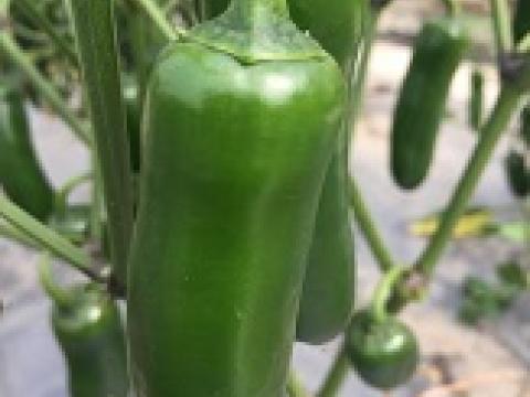 Compadre - Variety Chilli peppers | Syngenta