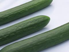 Randall - Variety Cucumber | Syngenta