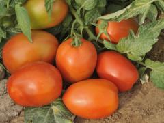 Momtaz - Variety Tomatoes | Syngenta