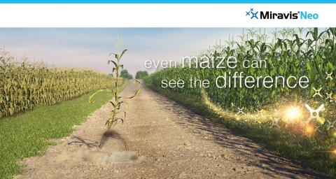Welcome to Syngenta | Syngenta