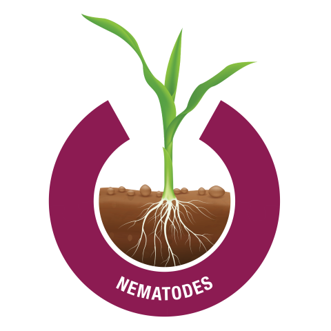 Seedcare Products | Syngenta