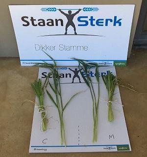 MODDUS®: Stand Strong with Syngenta | Syngenta