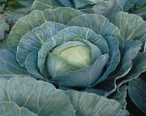 Kilaherb - Variety Cabbage | Syngenta