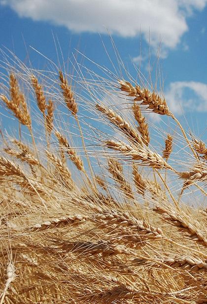MIRAVIS Neo cereals | Syngenta
