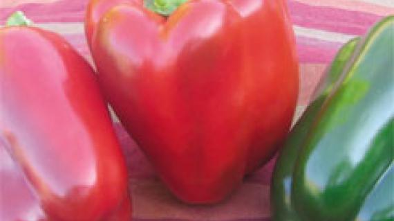 Sweet Pepper | Syngenta