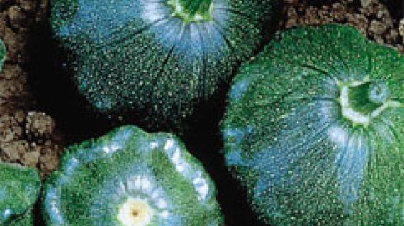 Squash | Syngenta
