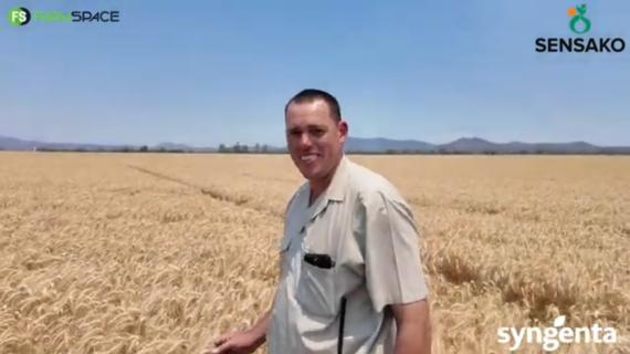 Syngenta Seeds | Syngenta